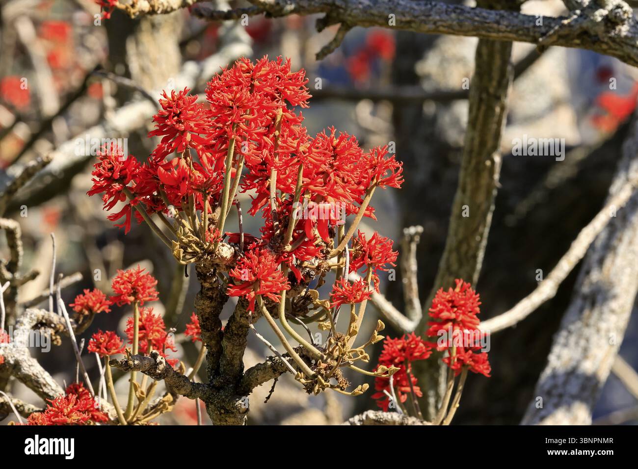 Erythrina abyssinica, tree, flower, flowering, Kirstenbosch Botanical ...