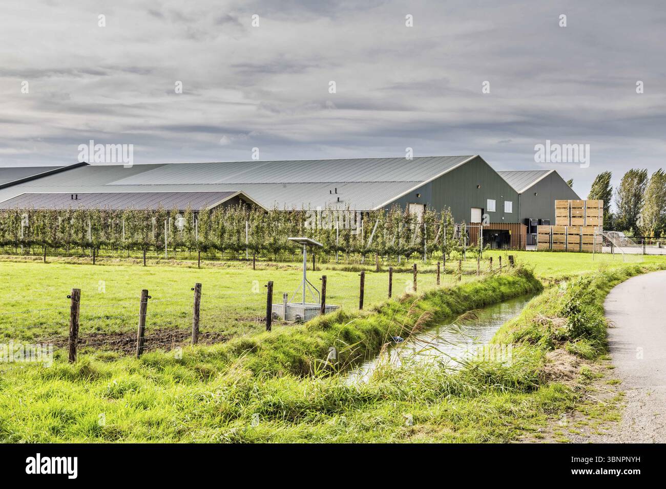 Dutch fruit farm building and fruit trees in the Betuwe Netherland ...