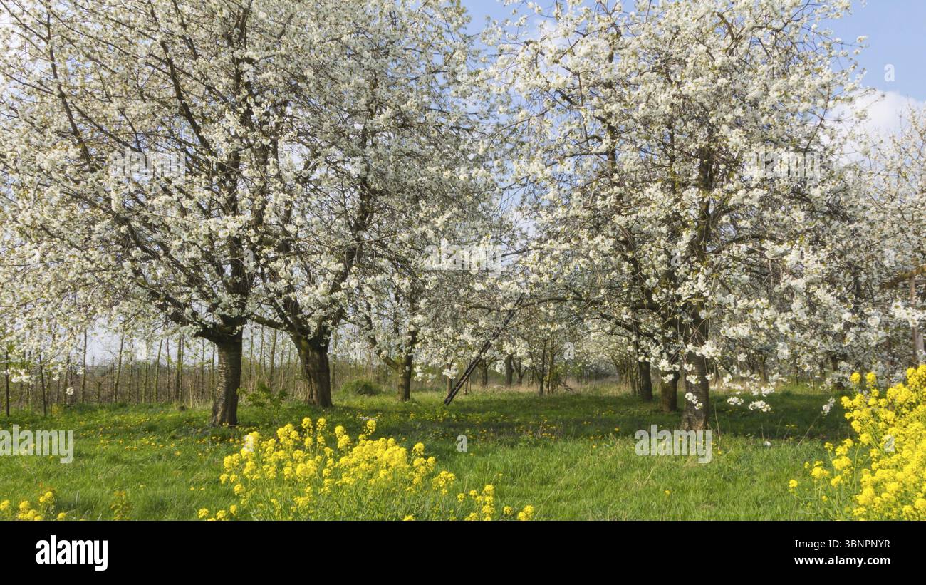 Beautiful Dutch fruit orchard with old blooming cherry trees Stock ...