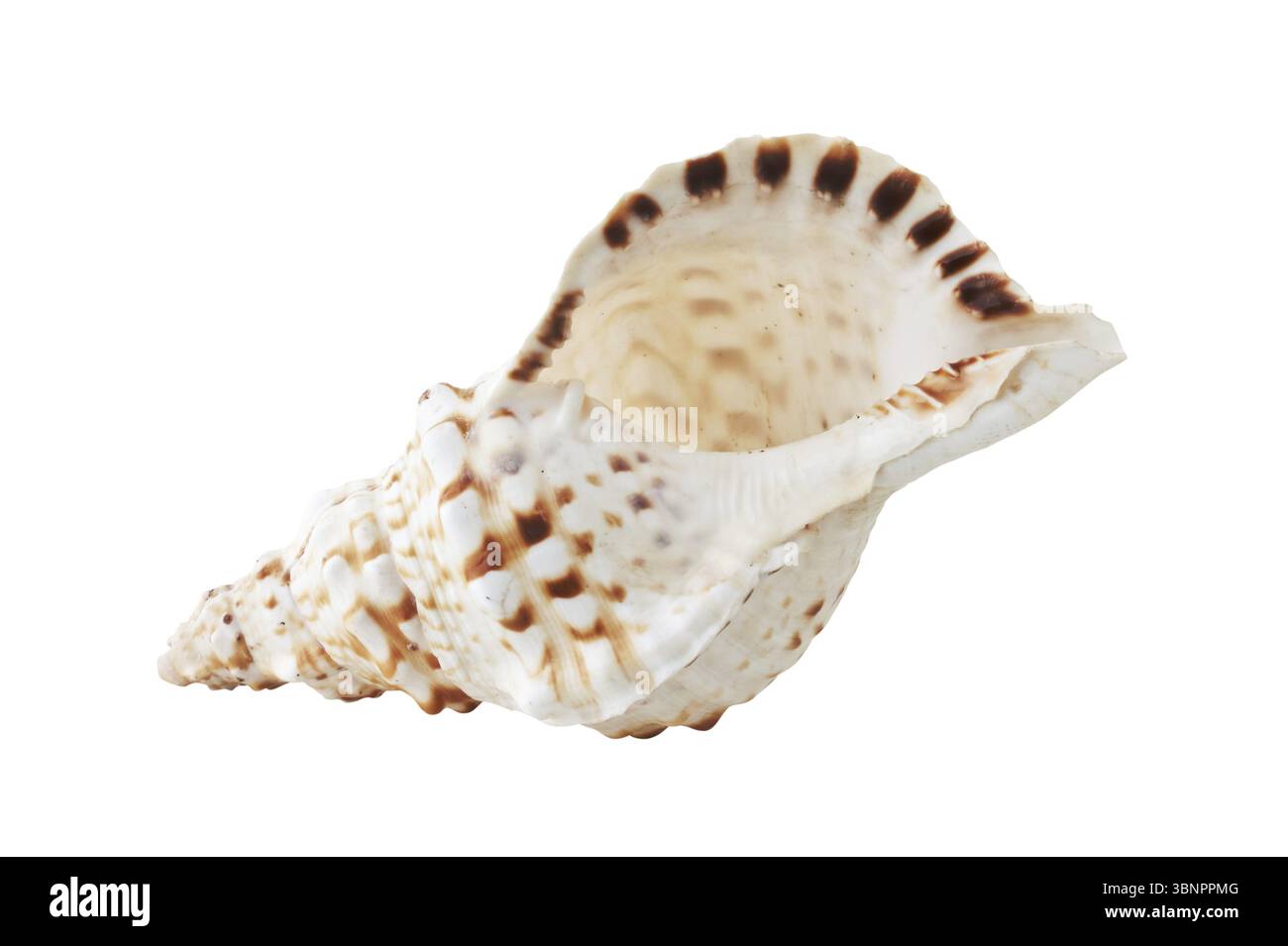 Sea shell isolated on a white background Stock Photo - Alamy