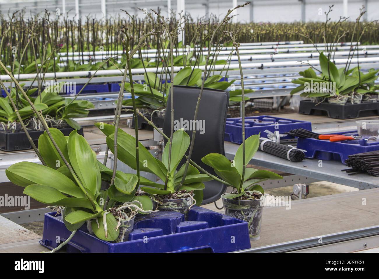 Dutch Greenhouse nursery of beautiful purple orchids or Phalaenopsis ...