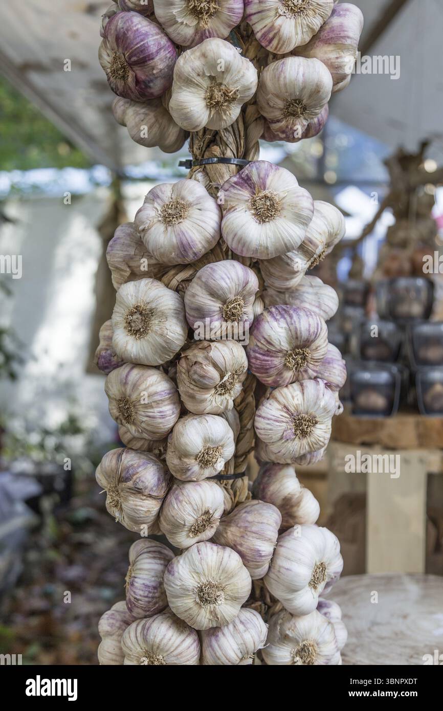 Braided string of Biological garlic on the market Stock Photo - Alamy