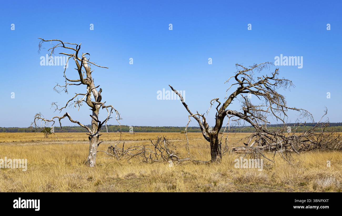 Dead trees in National Park De Hoge Veluwe The Netherlands as a result ...