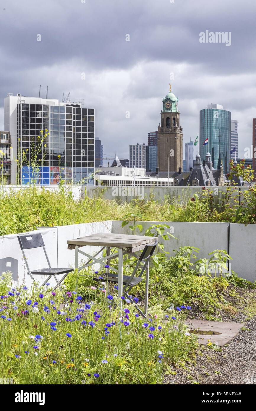 Vegetable roofgarden on top of an office building in the citycenter of ...