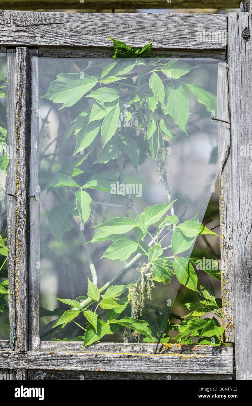 Tree growing through collapsed hi-res stock photography and images - Alamy