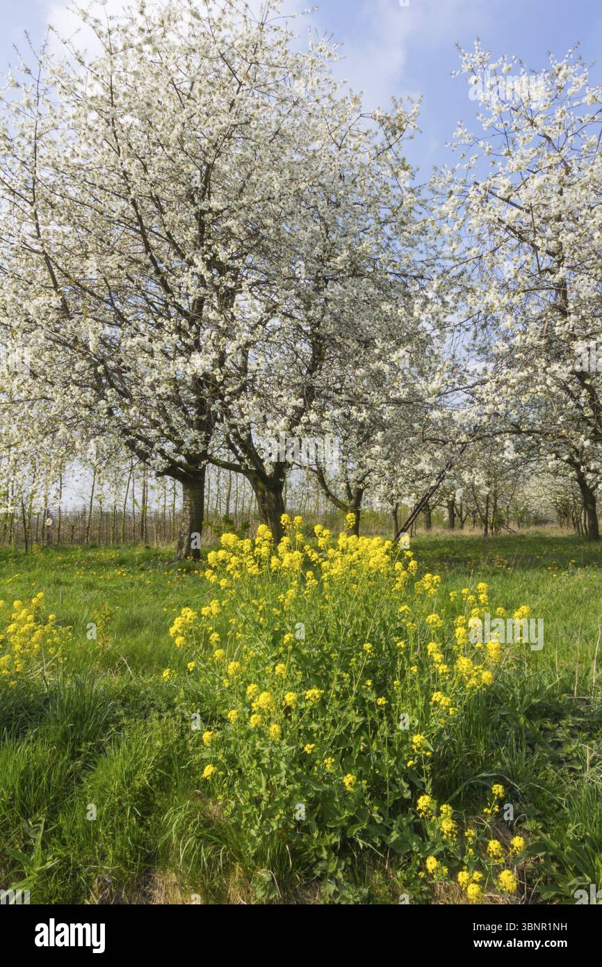 Beautiful Dutch fruit orchard with old blooming cherry trees Stock ...