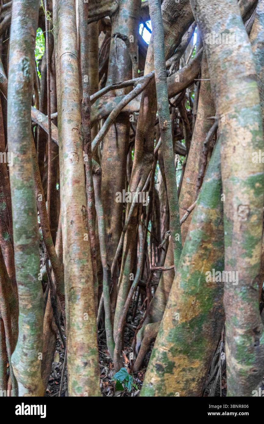 A massive strangler fig spreads its intricate roots and trunks in the ...