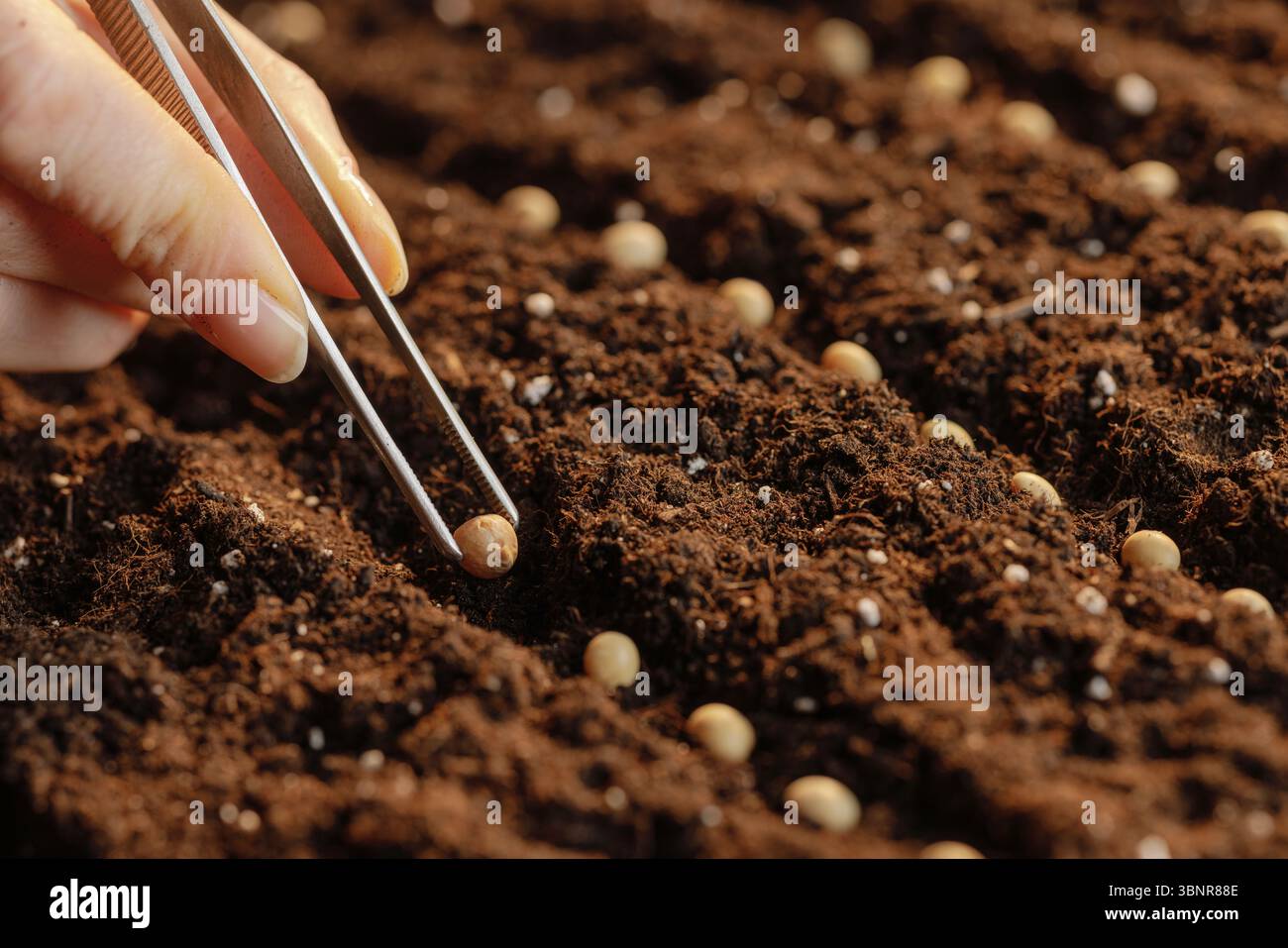 Closeup hand planting soybean hi-res stock photography and images - Alamy