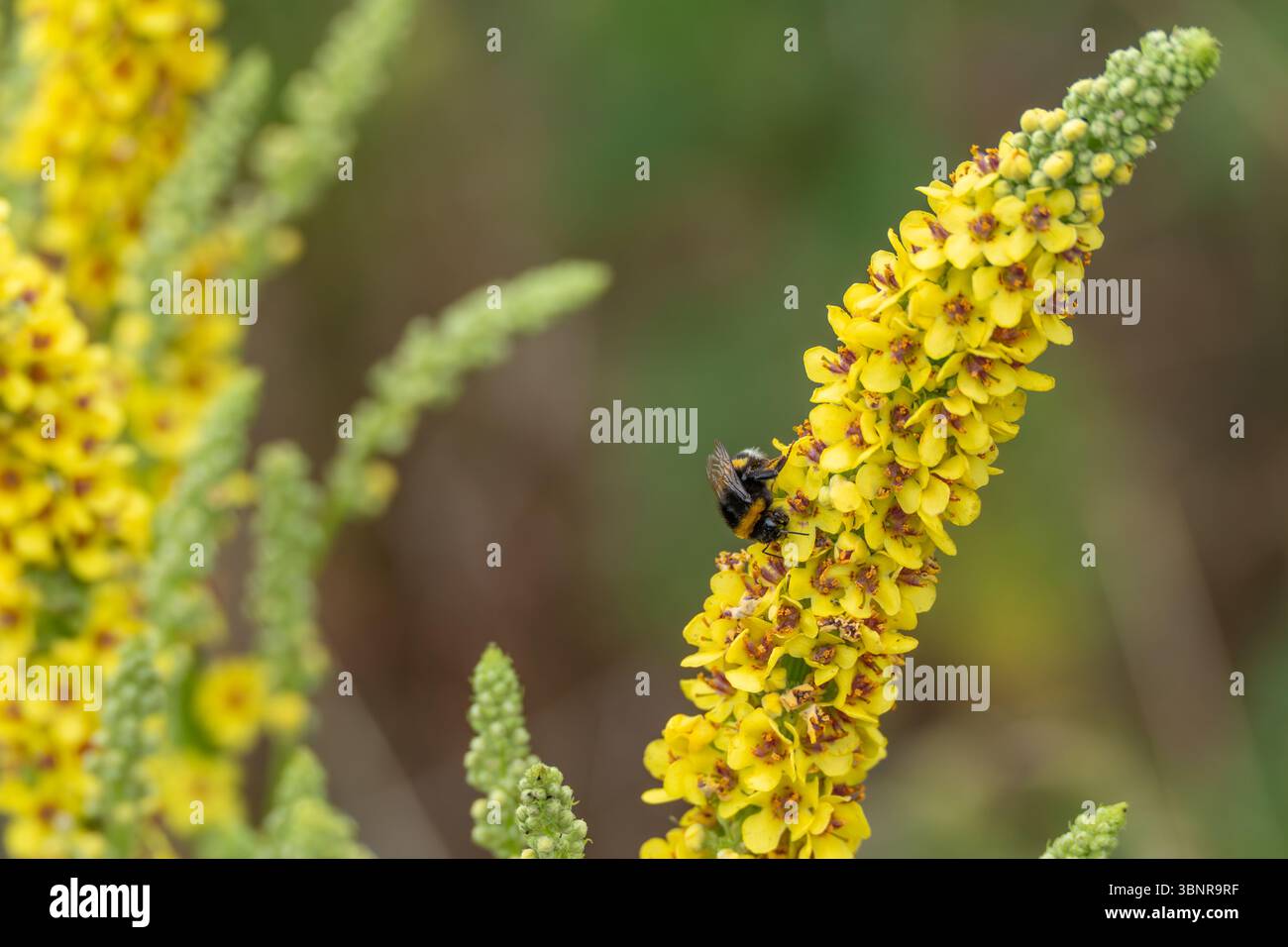 A bumblebee collects nectar from a yellow flower spike. The colors are ...