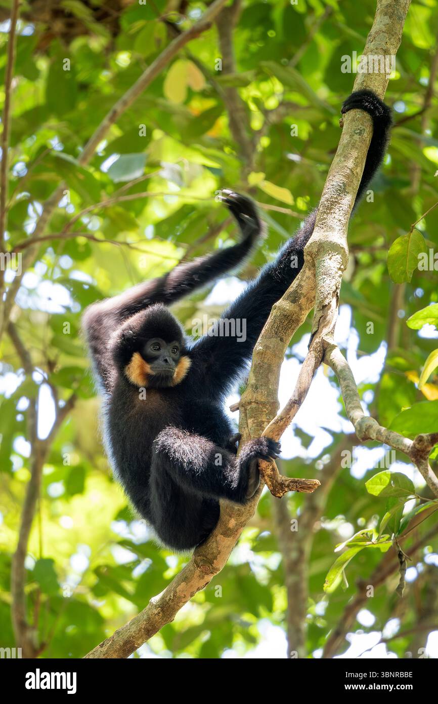 Southern Yellow-cheeked Crested Gibbon - Nomascus gabriellae, beautiful ...