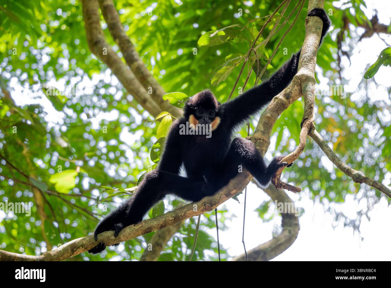 Southern Yellow-cheeked Crested Gibbon - Nomascus gabriellae, beautiful ...