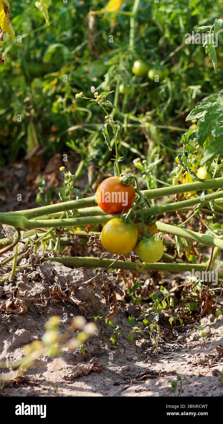 A vibrant vertical bush of tomatoes, showcasing both green and ripe red ...
