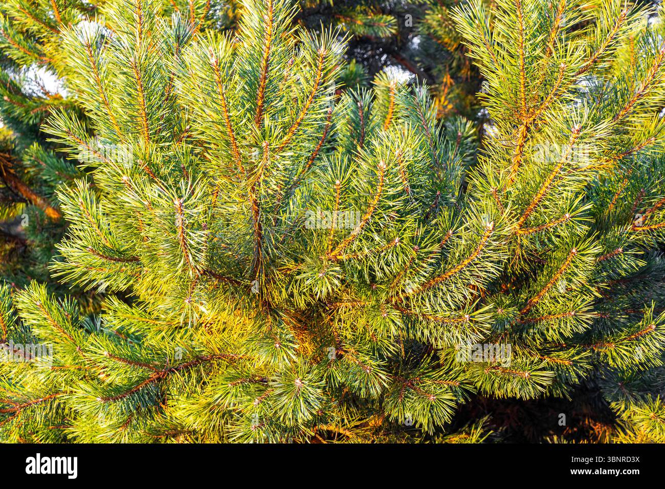 Brest voblasts hi-res stock photography and images - Alamy