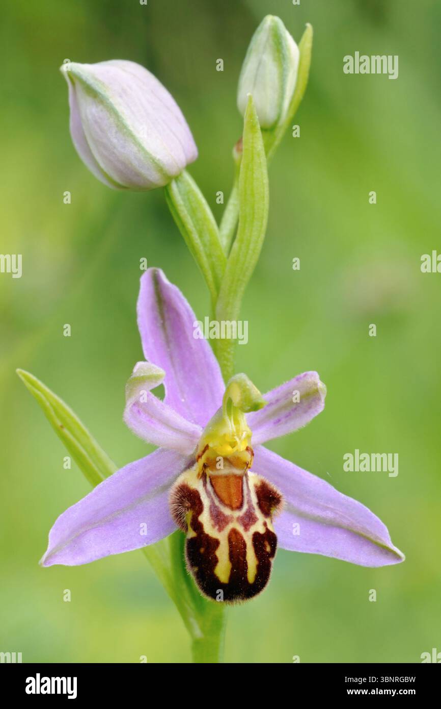 Bee Orchid / Bienen-Ragwurz ( Ophrys apifera), close up, inflorescence ...
