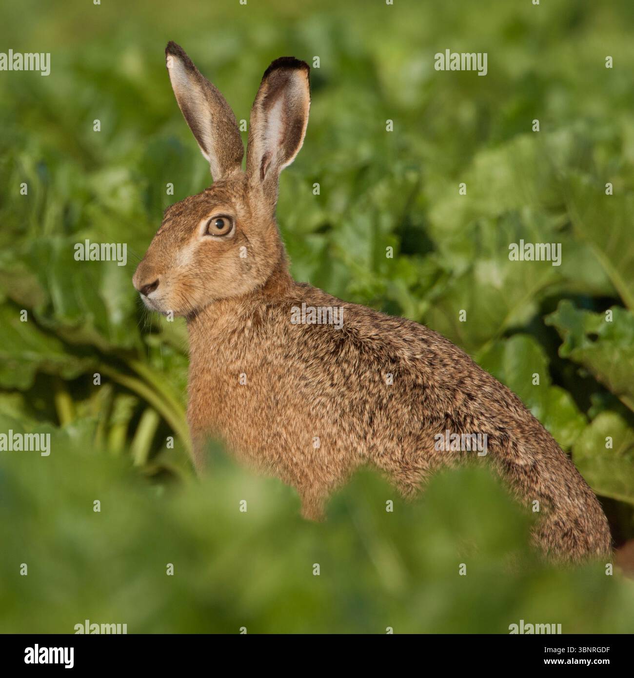 Brown Hare / European Hare ( Lepus europaeus ) sitting in a beet field ...