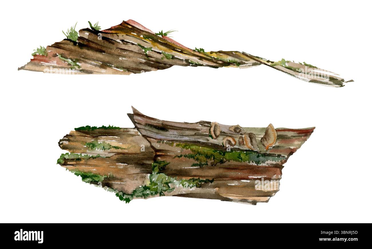 Shady woodland moss in Cut Out Stock Images & Pictures - Alamy