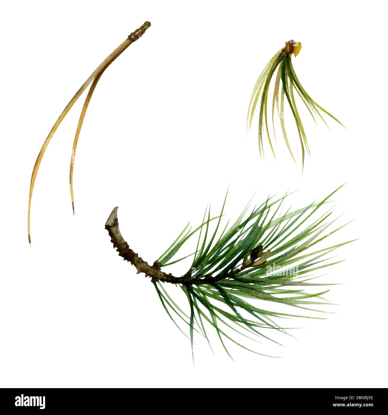 Pine needles forest in Cut Out Stock Images & Pictures - Alamy
