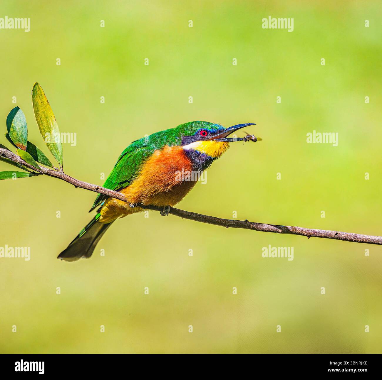 Yellow chested bee eaters hi-res stock photography and images - Alamy