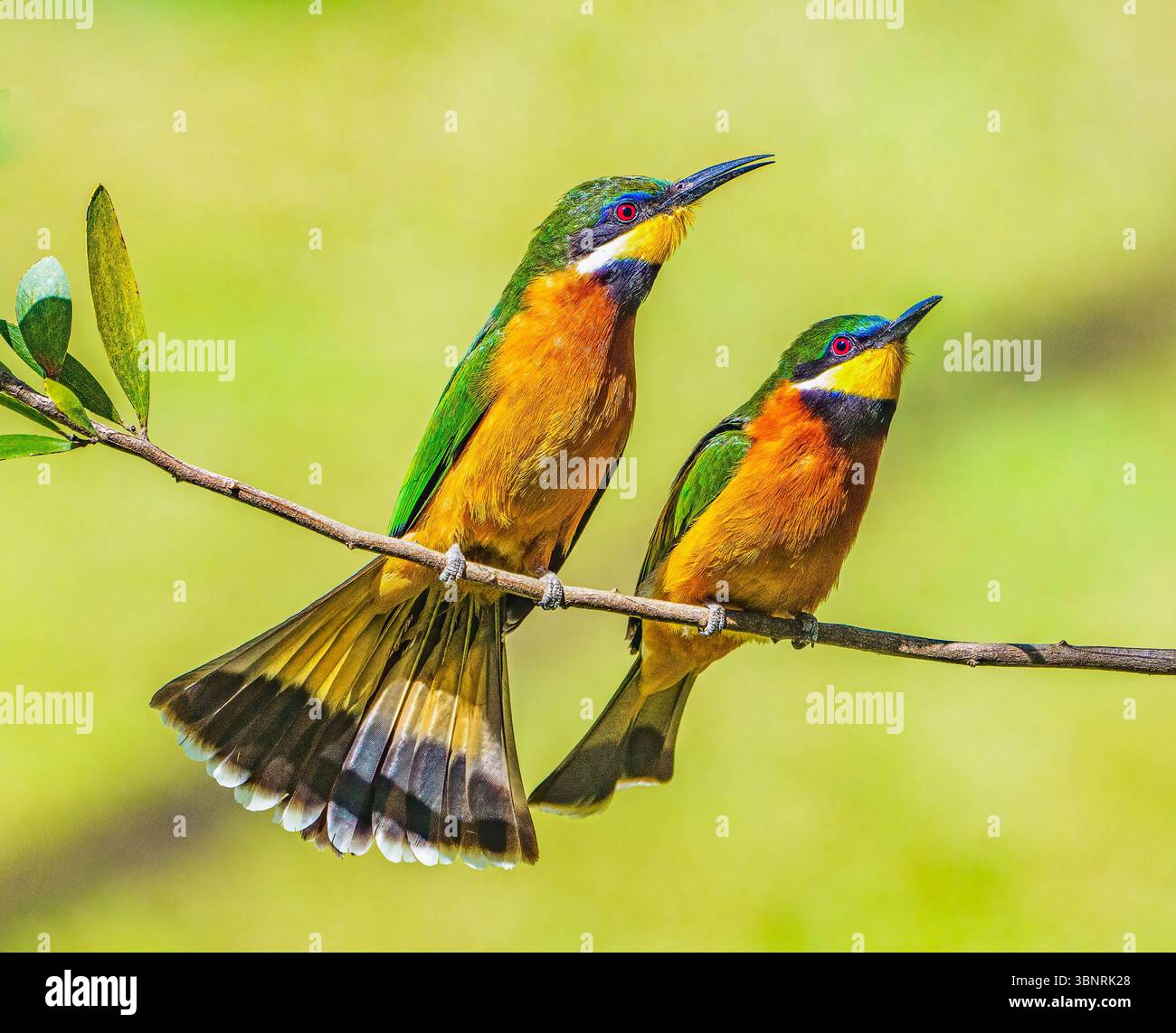 Yellow chested bee eaters hi-res stock photography and images - Alamy