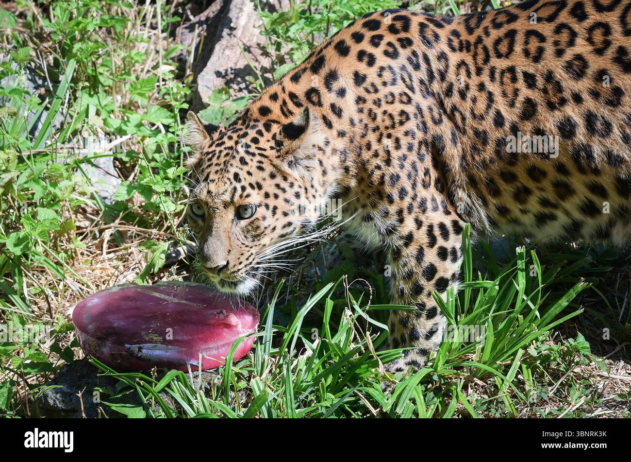 Zagreb, Croatia. 04th July, 2025. North-Chinese leopard (Panthera ...