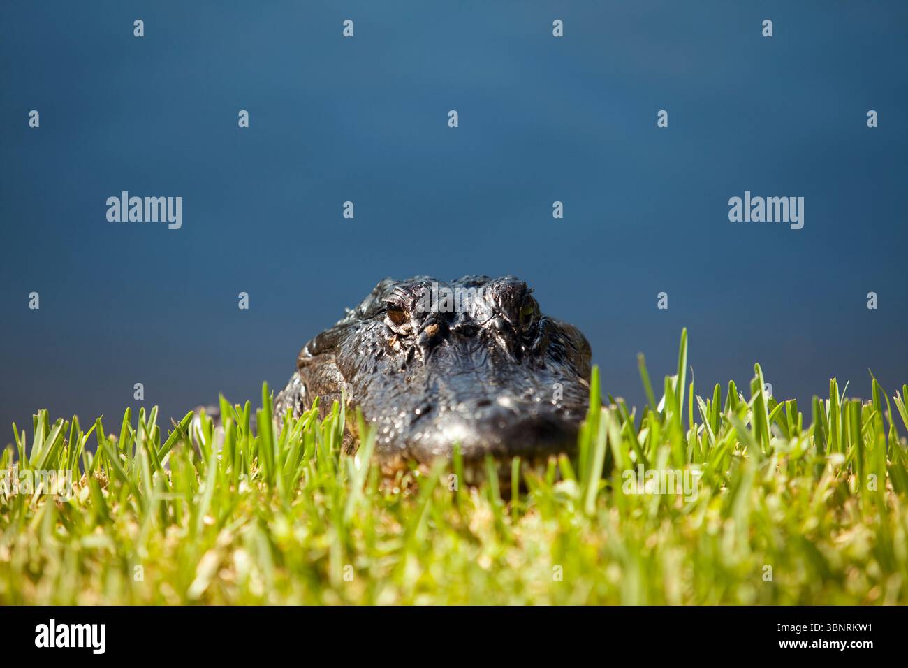 Alligator in the Everglades swamp Stock Photo - Alamy