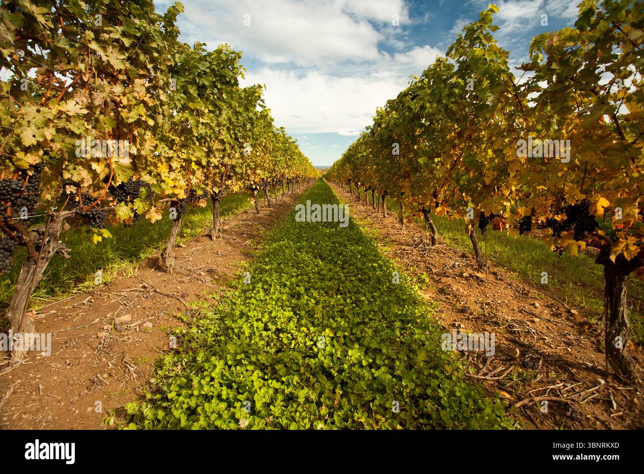 Vineyard field and ripe grape crops in wine country Stock Photo - Alamy