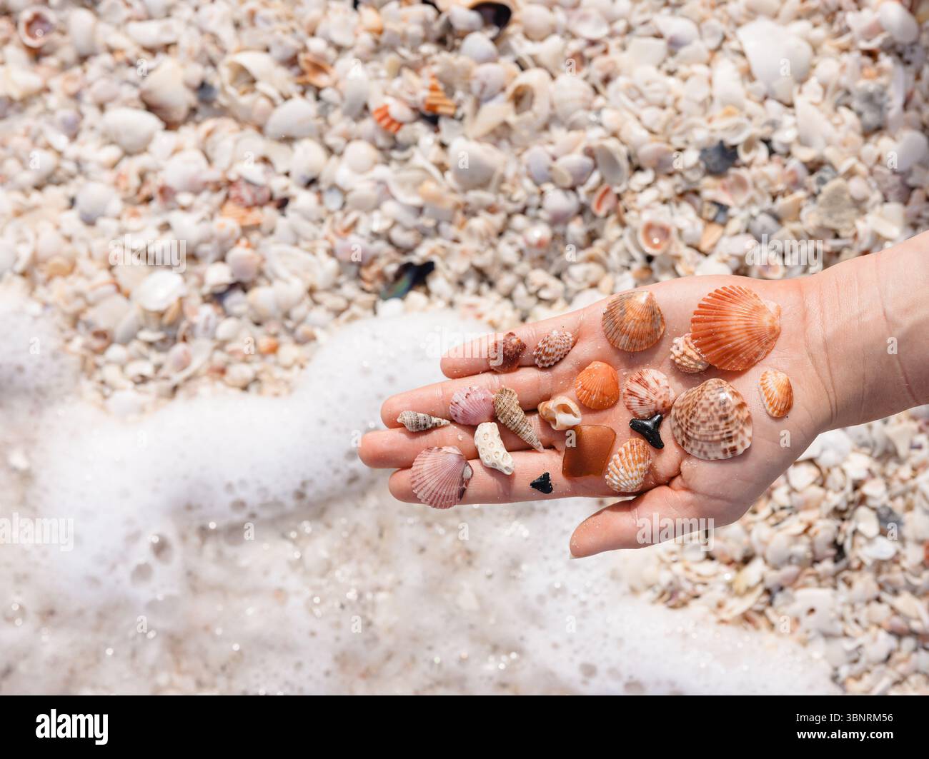 Hand holding seashells on Boca Grande beach, Florida summer scen Stock ...