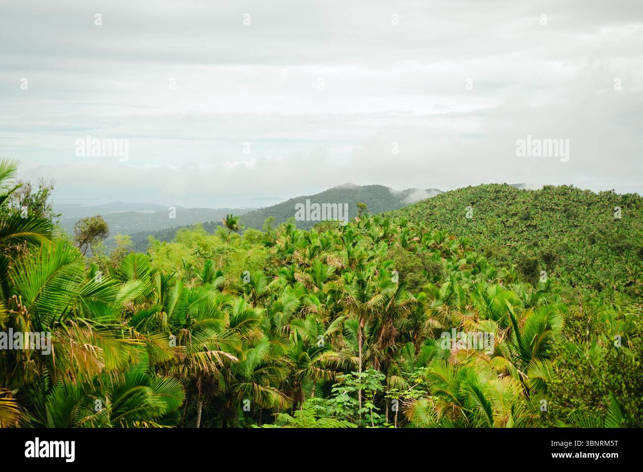 Lush green palm trees and mountain landscape in El Yunque, Puerto Rico ...
