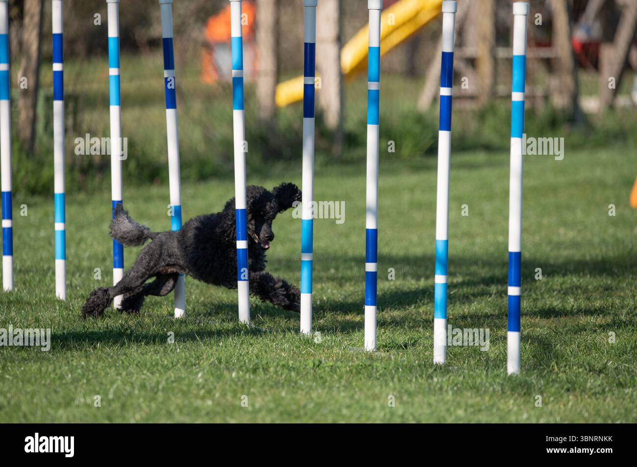 Dog breeds in competition hi-res stock photography and images - Alamy