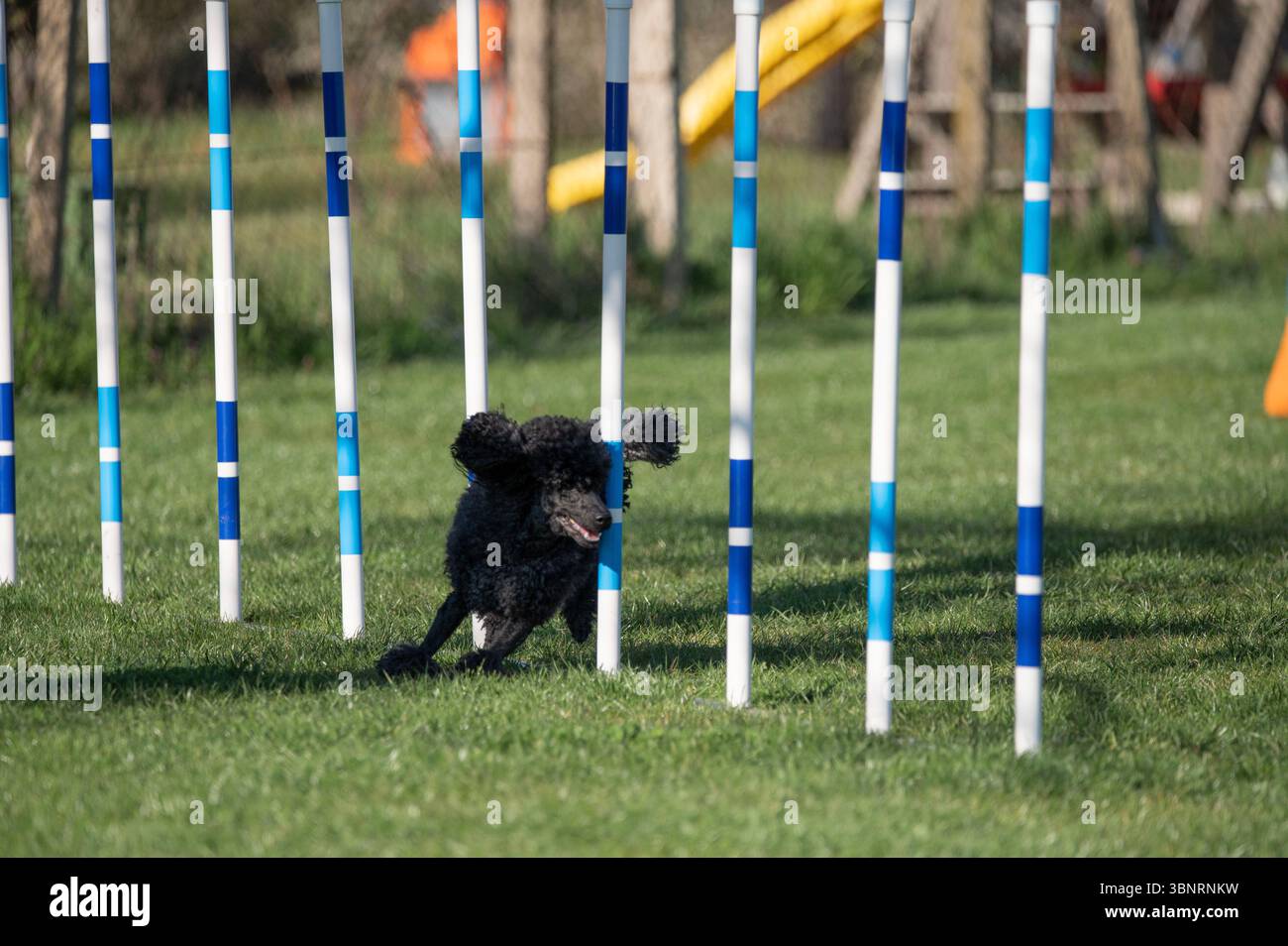 Dog Breeds Poodle running in agility competitions Stock Photo - Alamy