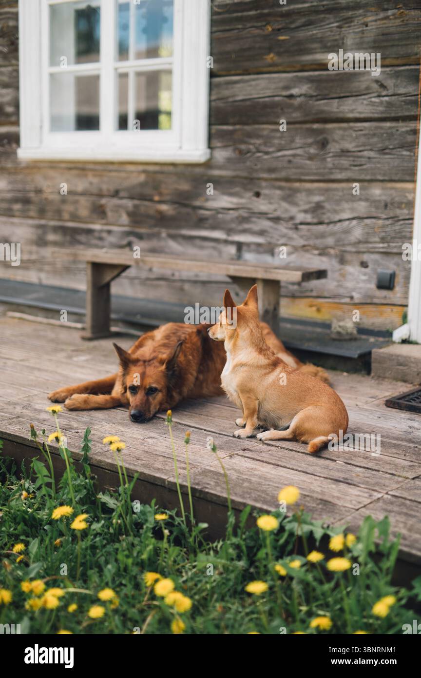 Two Dogs Resting on Wooden Porch of Rustic Cabin Stock Photo - Alamy