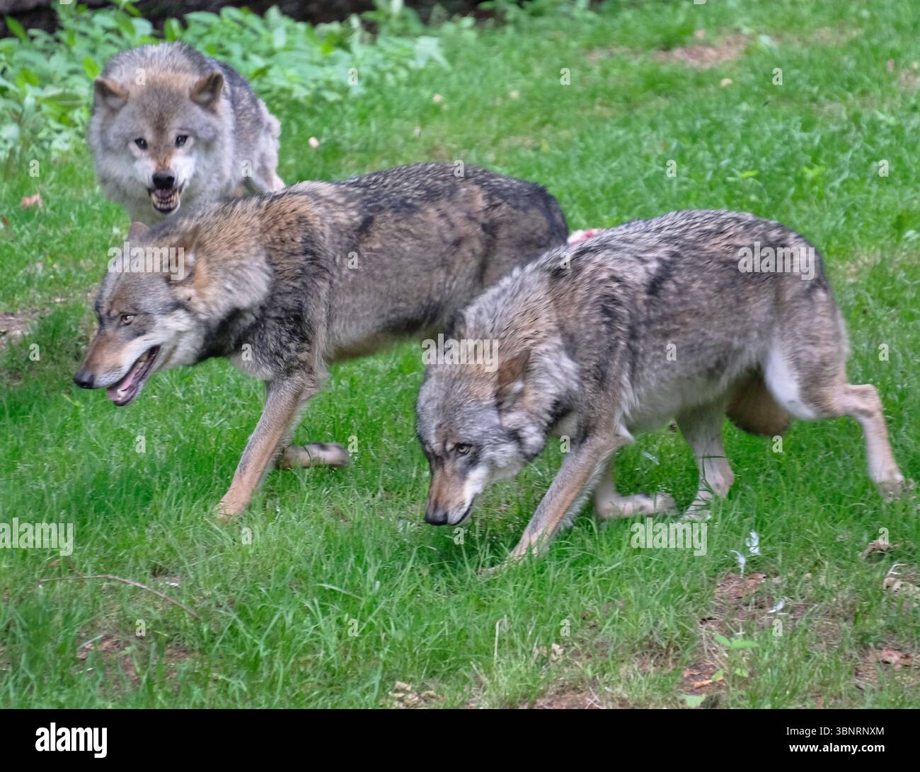Wolf-Europaeischer Grauwolf in Deutschland in Aktion. Wolf-Grauwolf ...