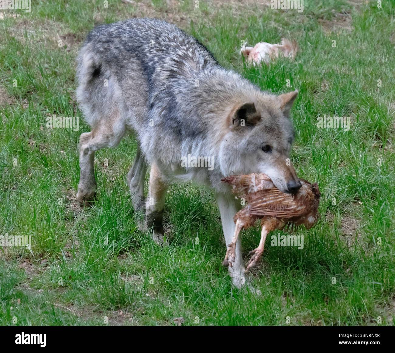 Wolf-Europaeischer Grauwolf in Deutschland in Aktion. Wolf-Grauwolf ...