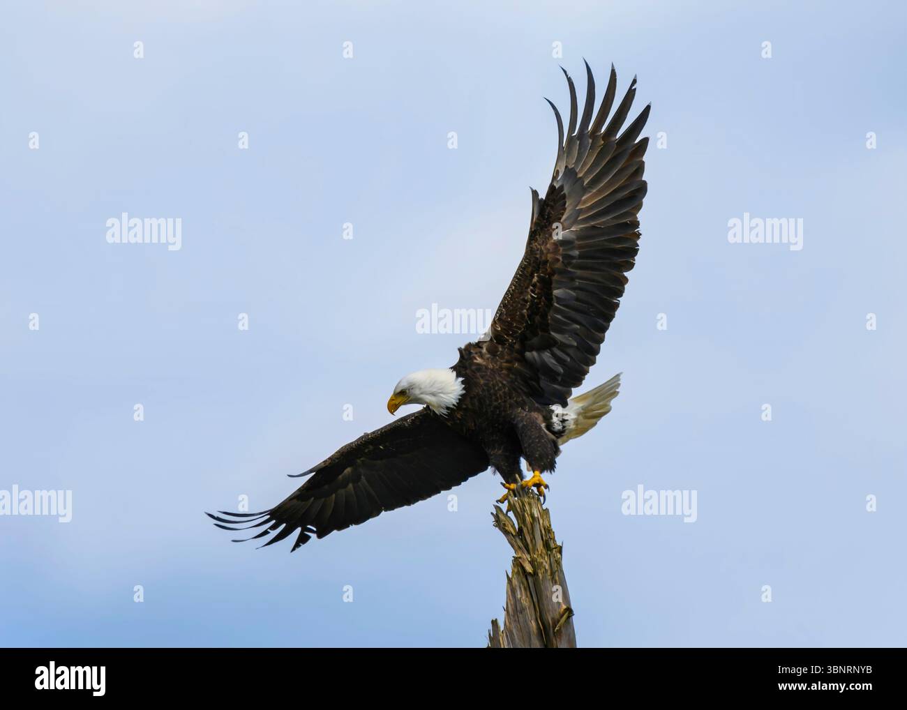 Majestic bald eagle soaring above a tree Stock Photo - Alamy