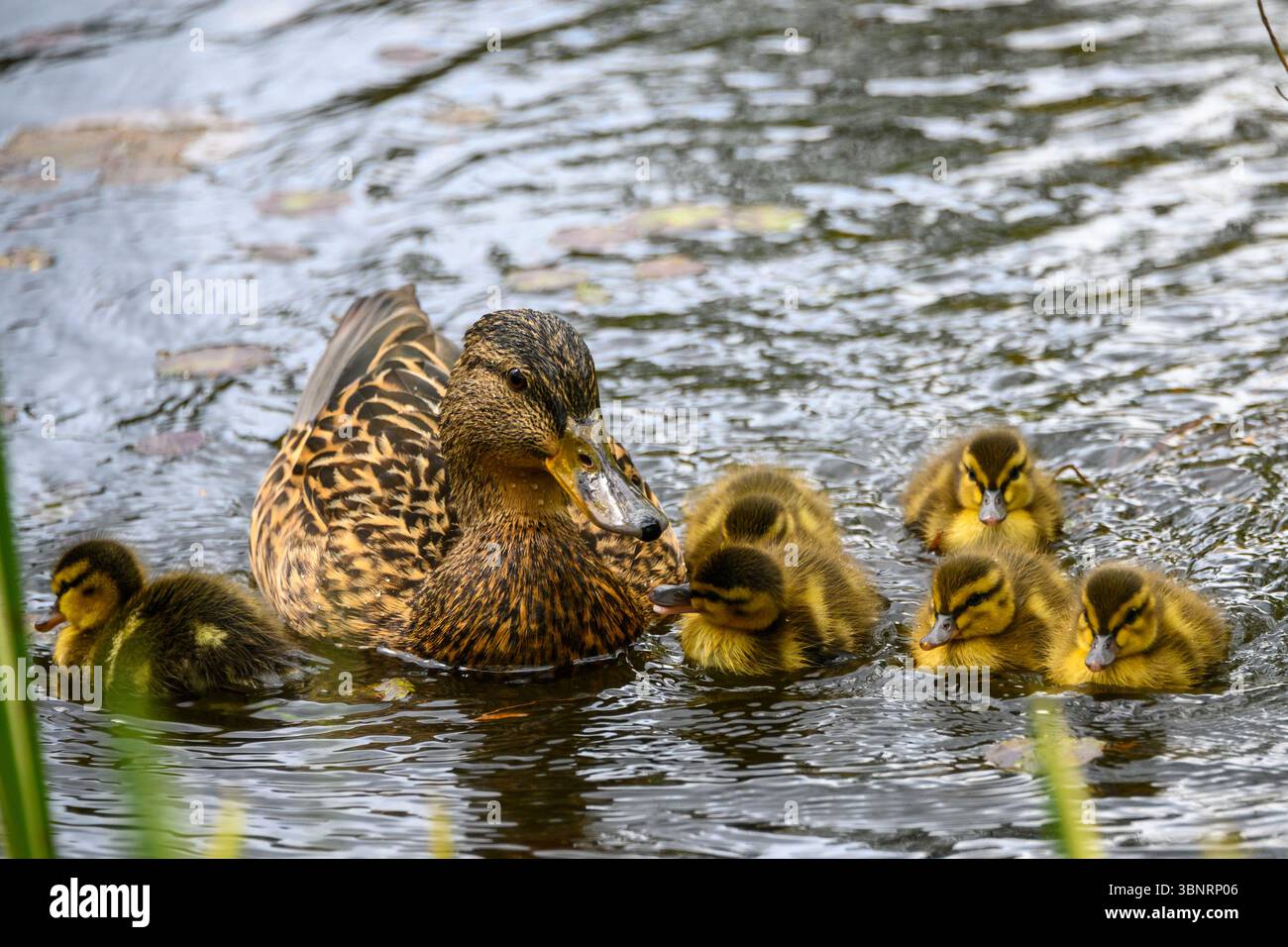 Mother duck swims with her adorable ducklings Stock Photo - Alamy