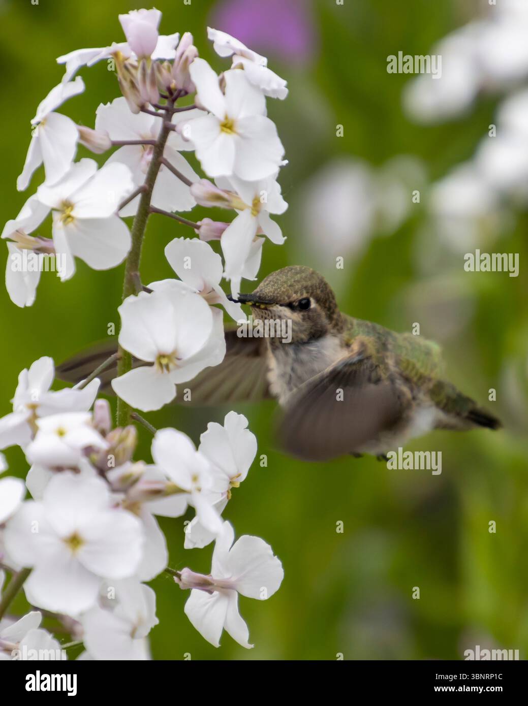 Hovering species hi-res stock photography and images - Alamy