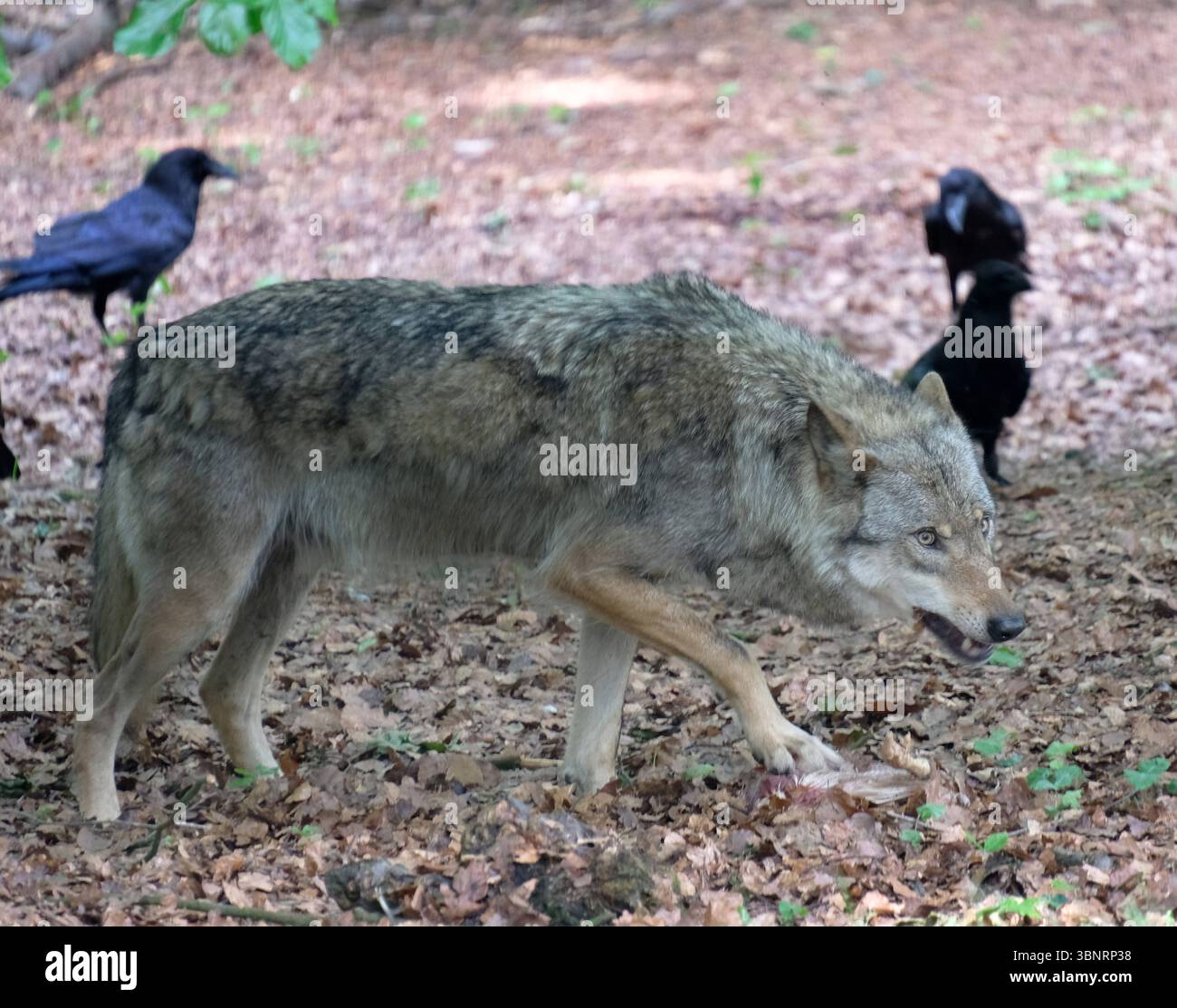 Wolf-Europaeischer Grauwolf in Deutschland in Aktion. Wolf-Grauwolf ...