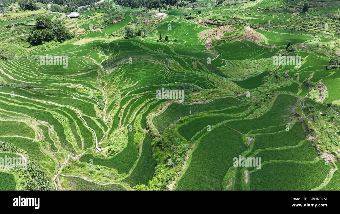 Aerial photo shows the terraced field in Youyang County, Chongqing ...