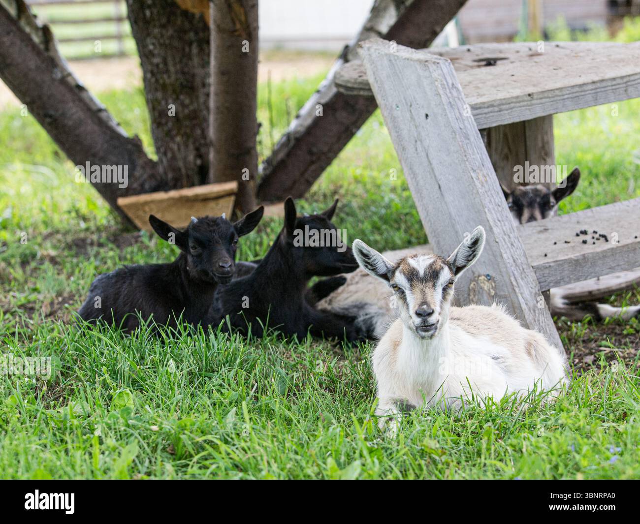 Goats resting in shade under a tree on a summer farm, Estonia Stock ...