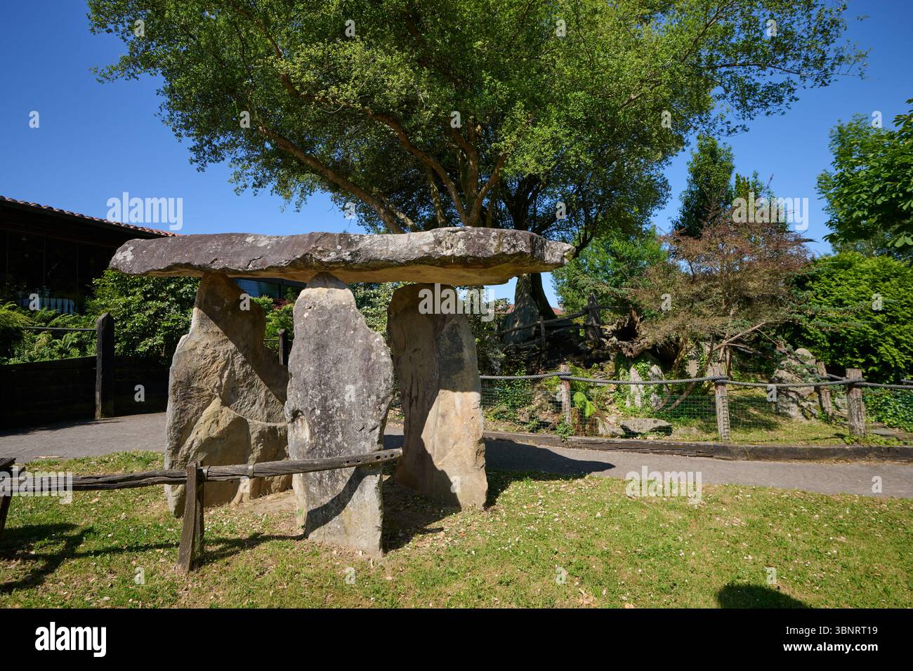 Prehistoric dolmen stands under a large tree at Kortezubi, surrounded ...