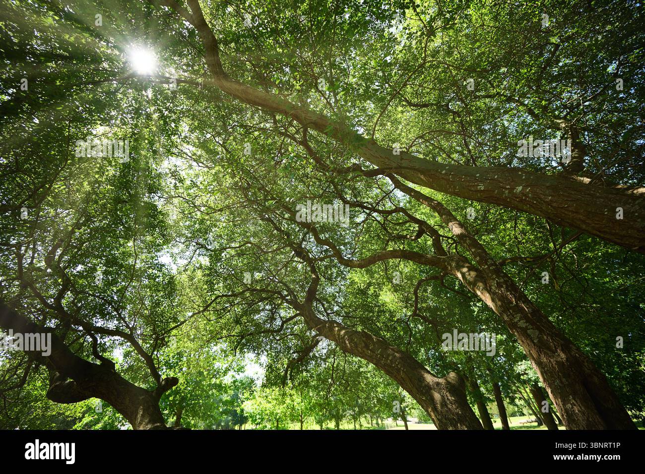 Sunlight streams through canopy green hi-res stock photography and images - Alamy