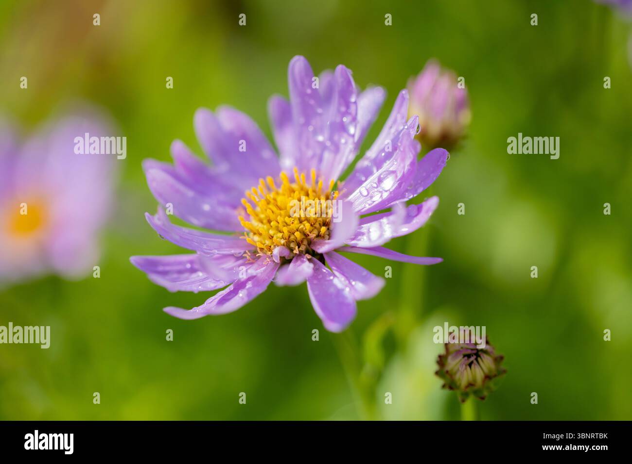 Aster flora's delight hi-res stock photography and images - Alamy