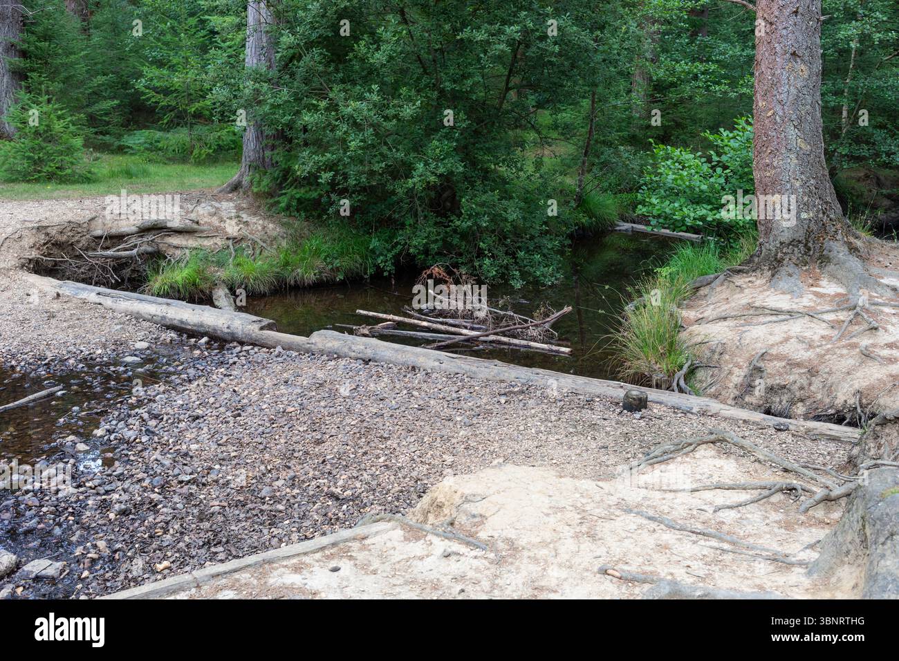 Bratley Water, a stream in the New Forest Bolderwood Radnor trail Stock ...
