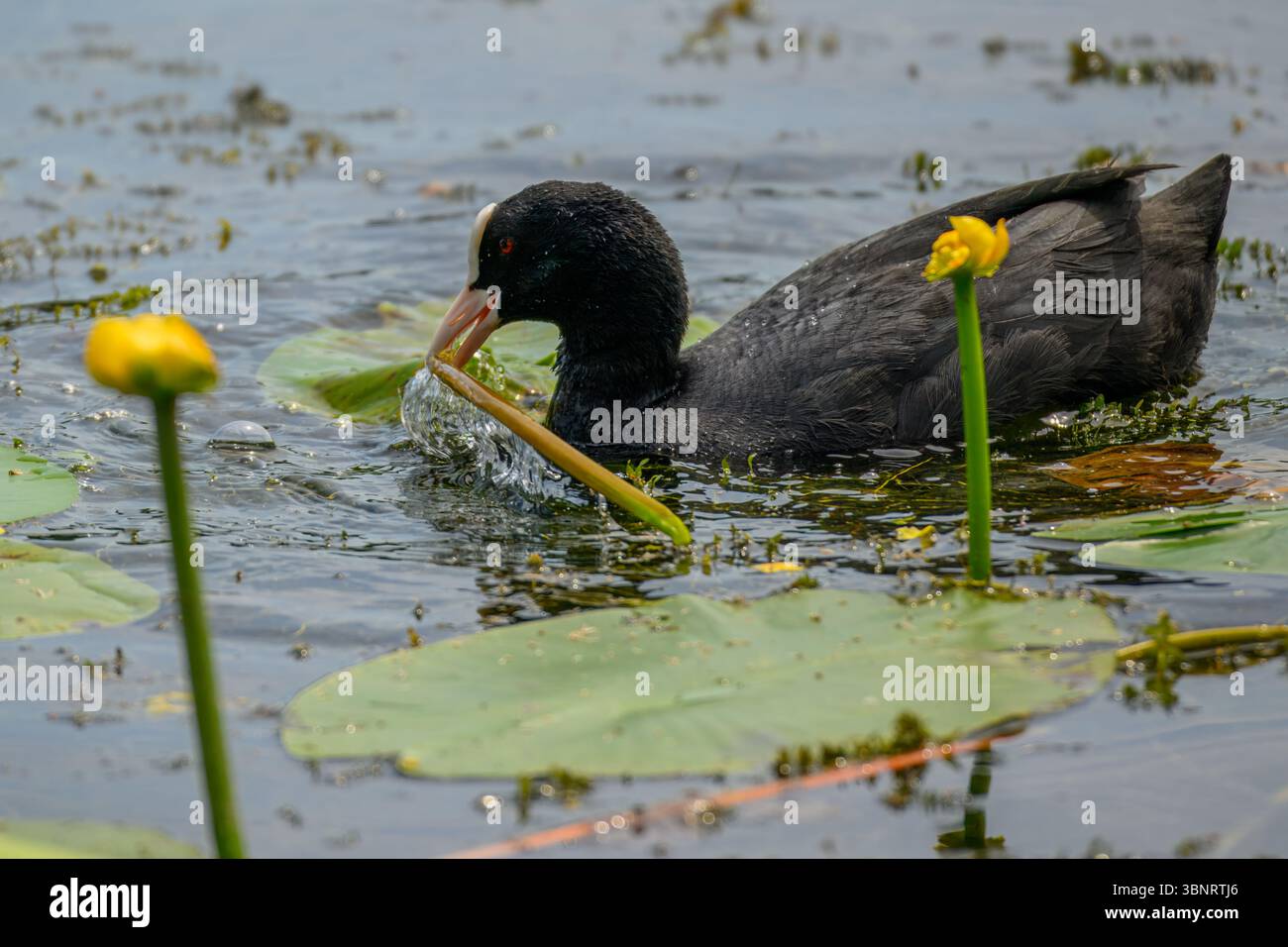 Finding nesting material hi-res stock photography and images - Alamy