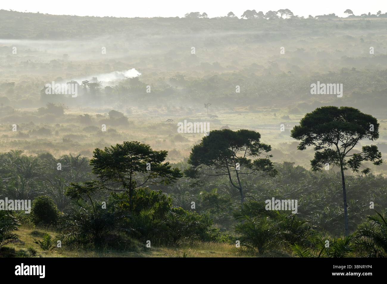 UGANDA, Buvuma Island in Lake Victoria, Oil Palm plantation of company ...