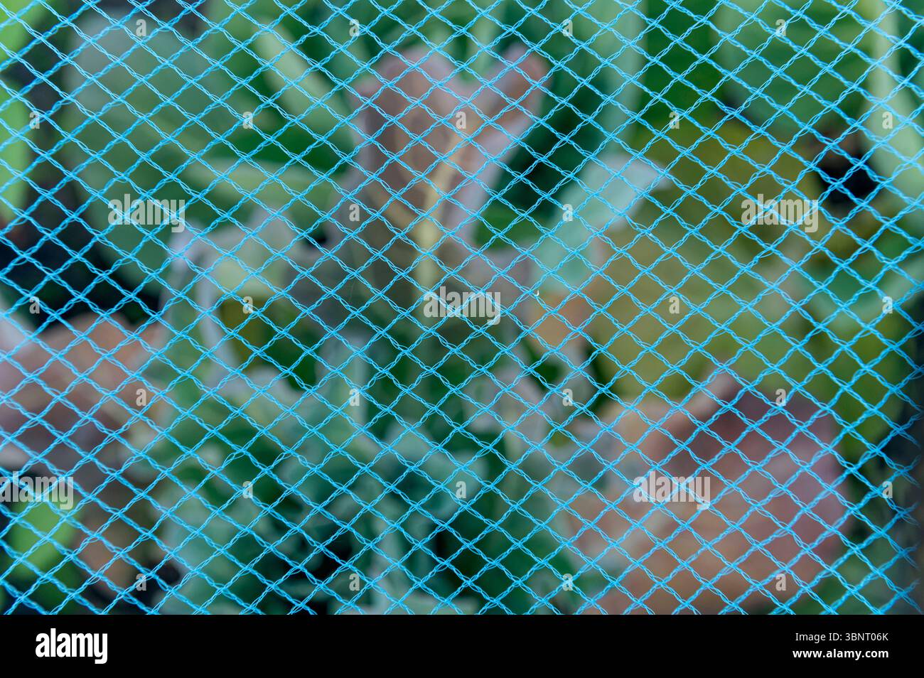 General stock Fruit and vegetable gardening. Blue fine meshed netting ...