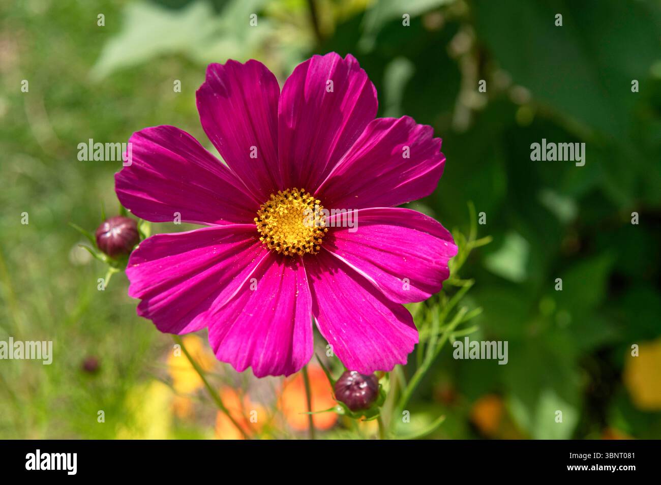 General stock - Cosmea, cosmos. blossom, pink, plant portrait, summer ...