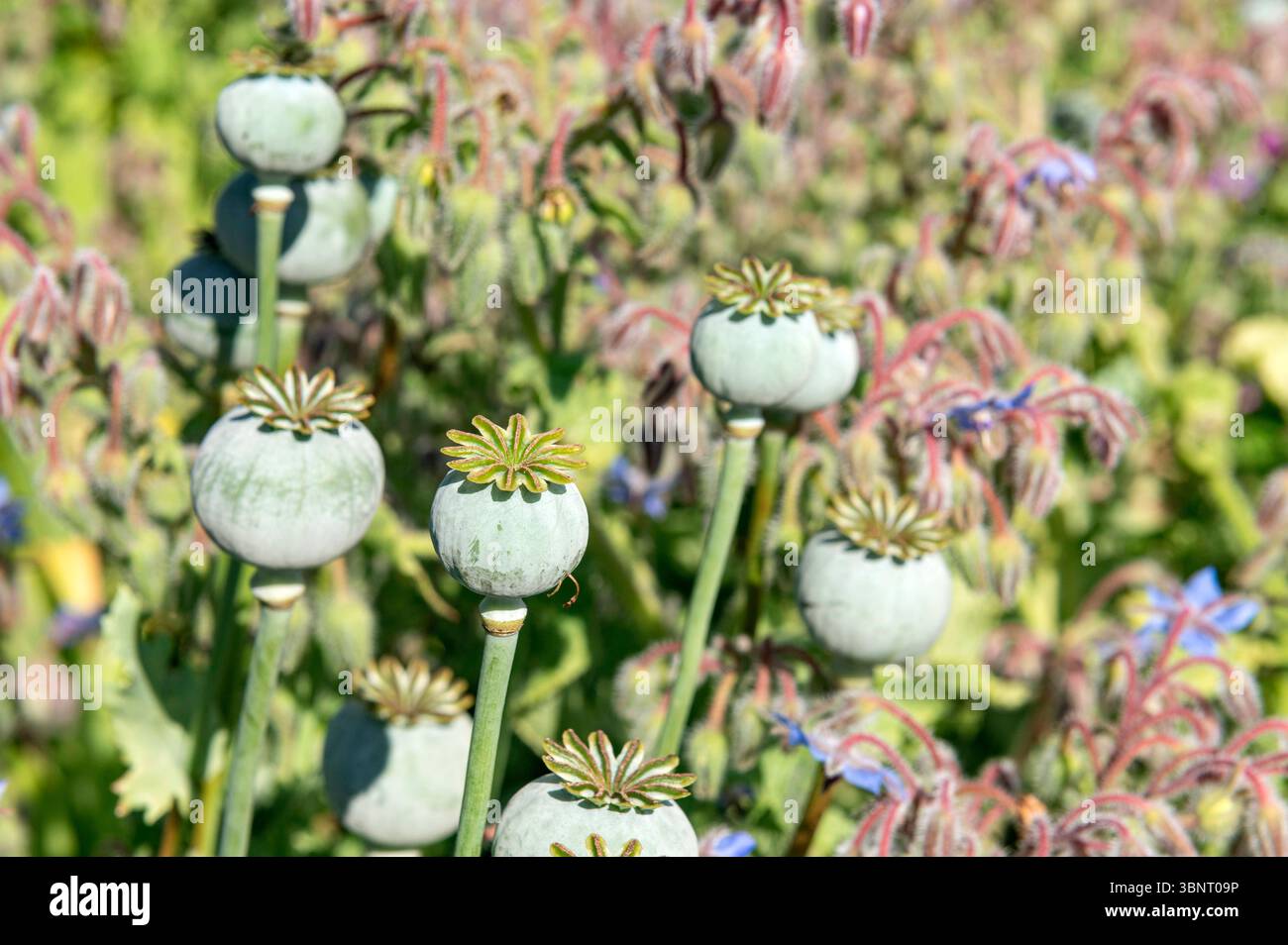 General stock Poppy seed heads. seedheads, seedhead, papaver, blossom, plant portrait, summer ...