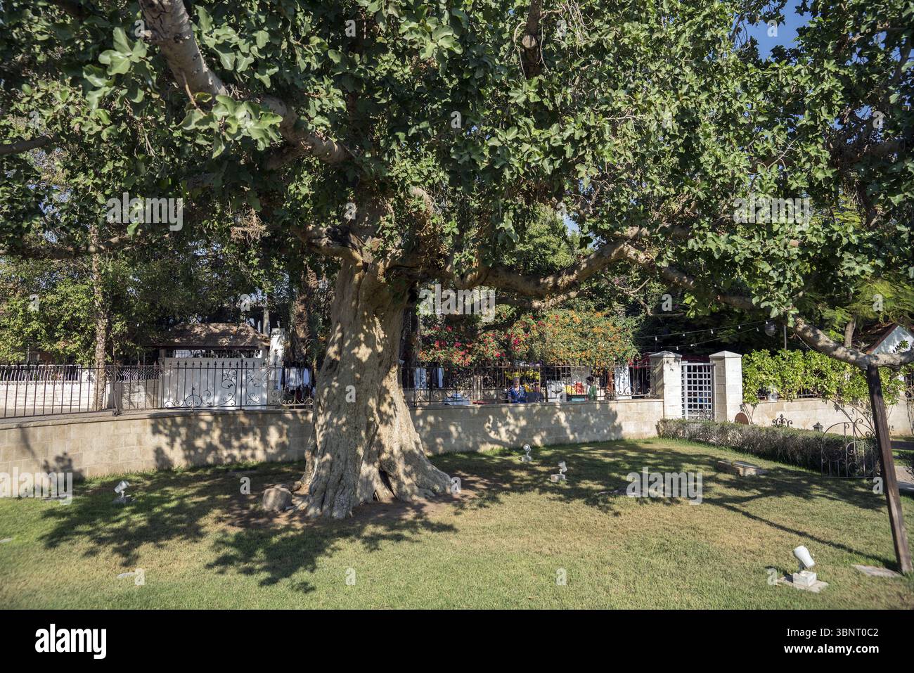 Israel, Palestine; Jericho the Sycamore Tree of Zacchaeus; Jericó, el ...