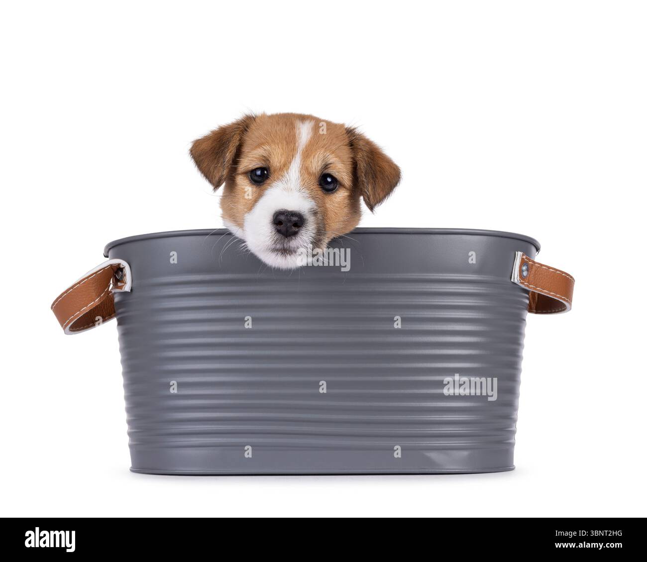 Cute Jack Russell dog puppy, sitting in greay metal tub. Looking over ...